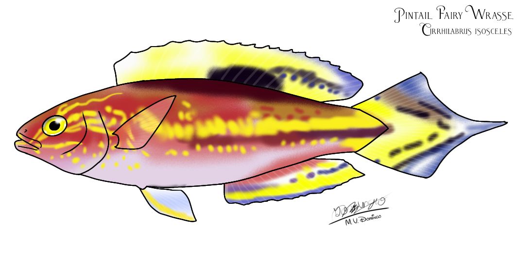 Pintail Fairy Wrasse - ibisPaint