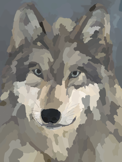 Wolf - ibisPaint