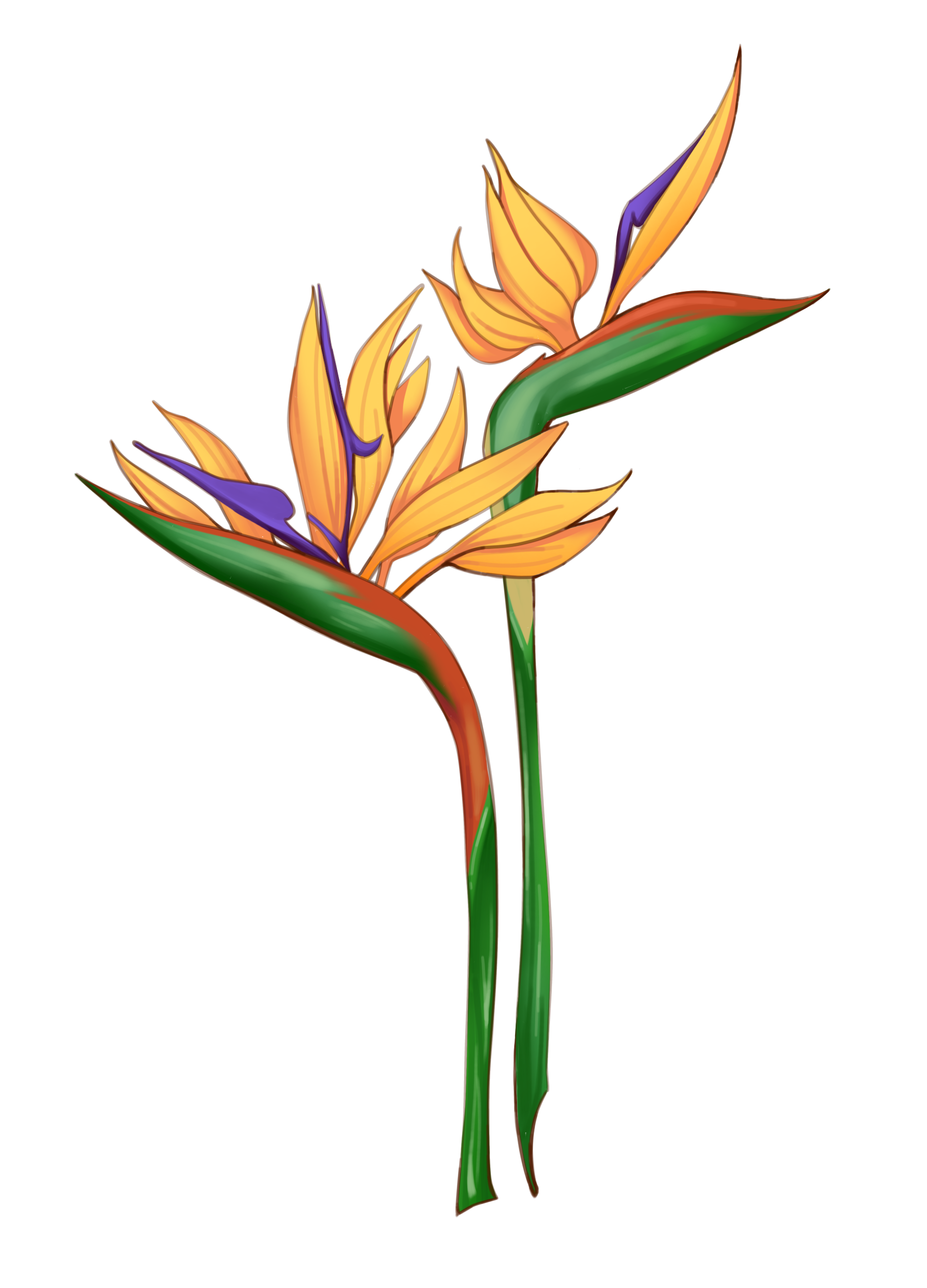 Bird of Paradise Flower - ibisPaint