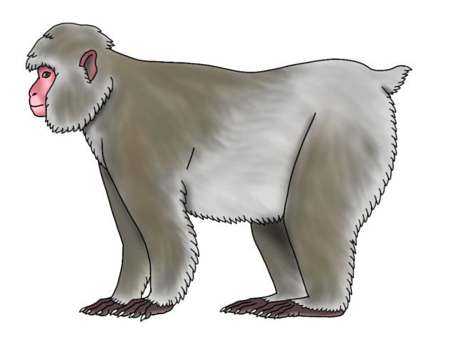 Japanese Macaque render - ibisPaint