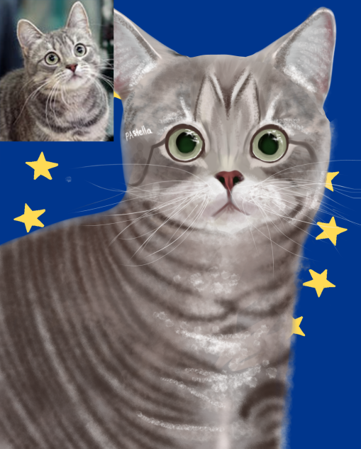 European Shorthair - ibisPaint
