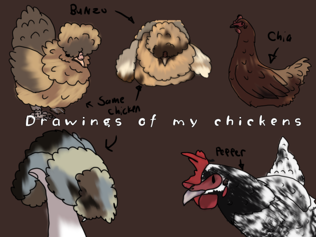 Drawings of my chickens - ibisPaint