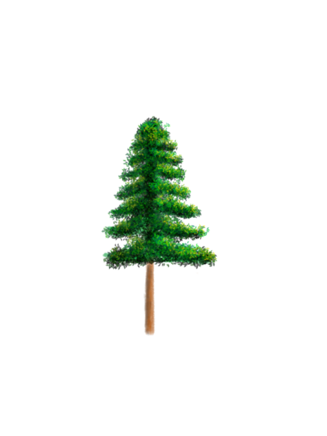 pine Tree - ibisPaint