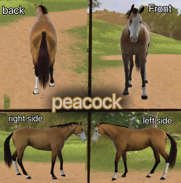 peacock! - ibisPaint