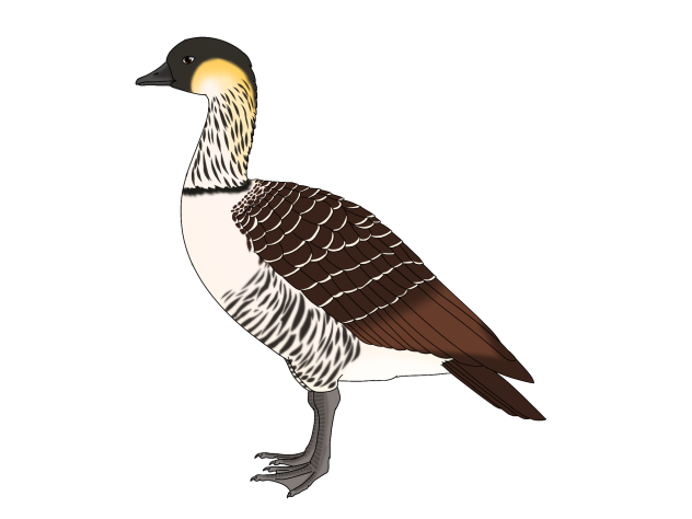 Nene goose render - ibisPaint