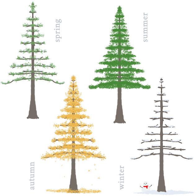4 Season Pine Tree - ibisPaint