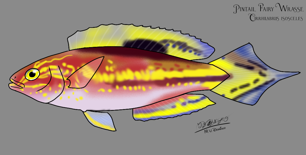 Pintail Fairy Wrasse 2 - ibisPaint