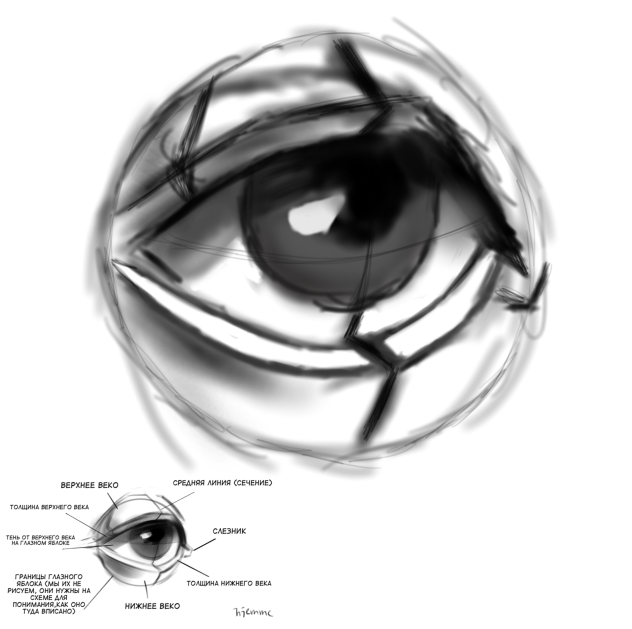 an eye building. anatomical art - ibisPaint