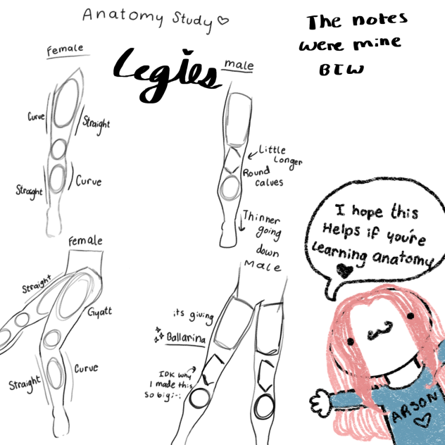 Leg anatomy - ibisPaint