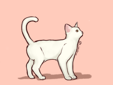 Random Cat - ibisPaint