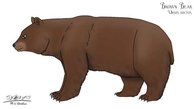 Brown Bear - ibisPaint