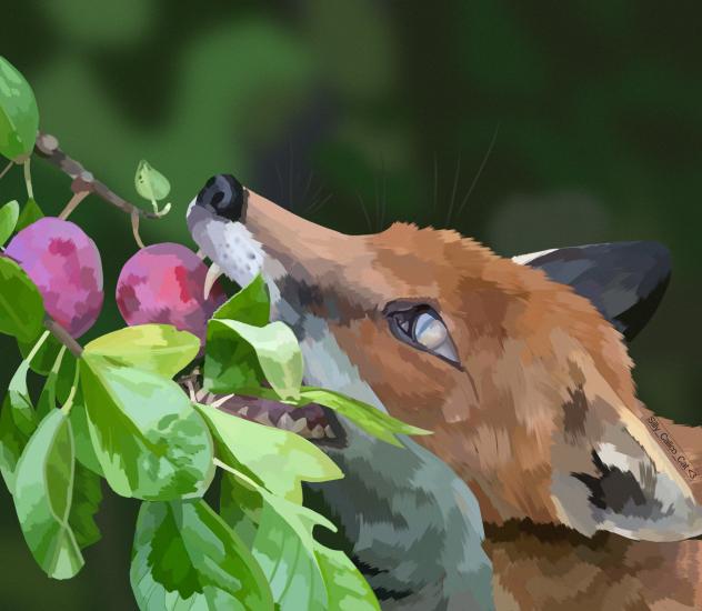 Fox-go-nom - ibisPaint