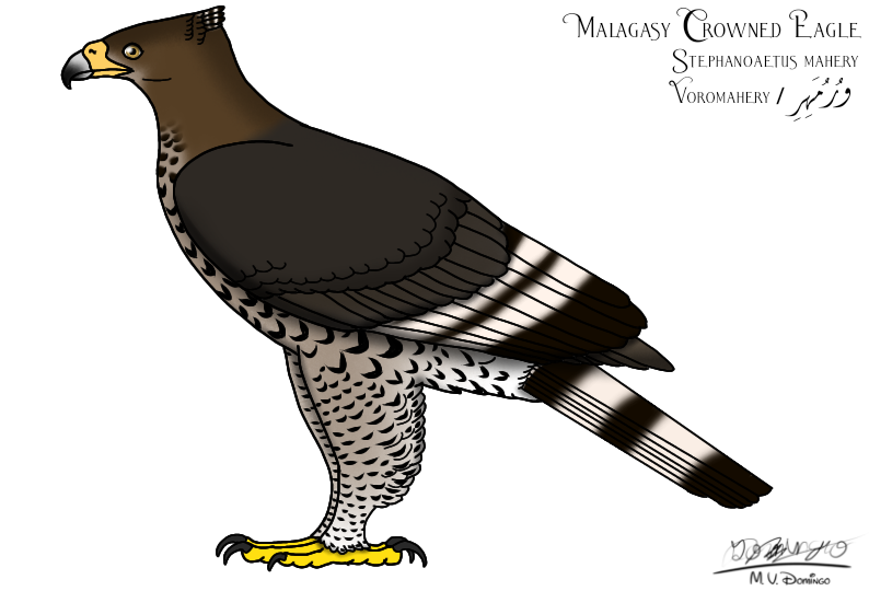 Malagasy Crowned Eagle - ibisPaint