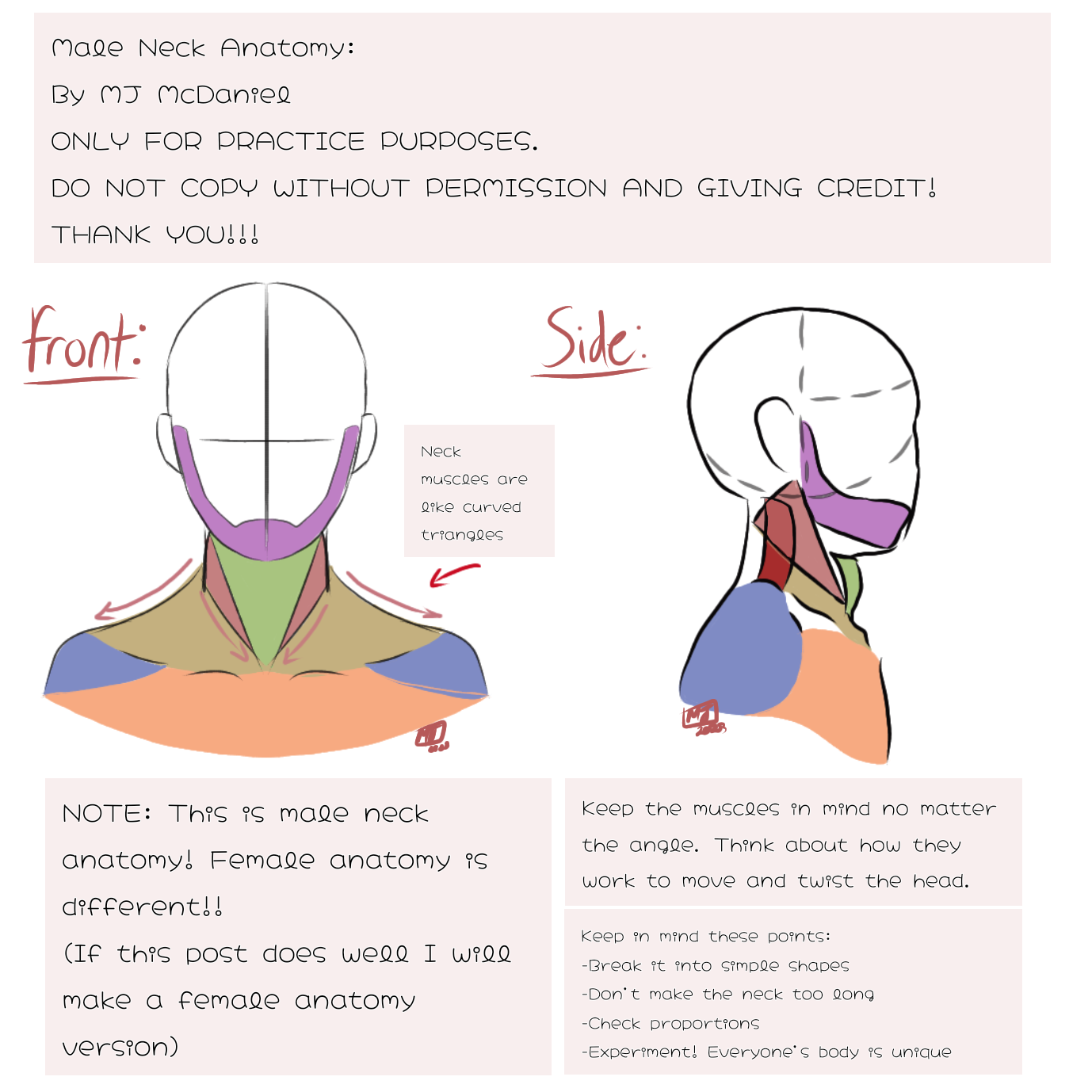 Male Neck Anatomy - ibisPaint