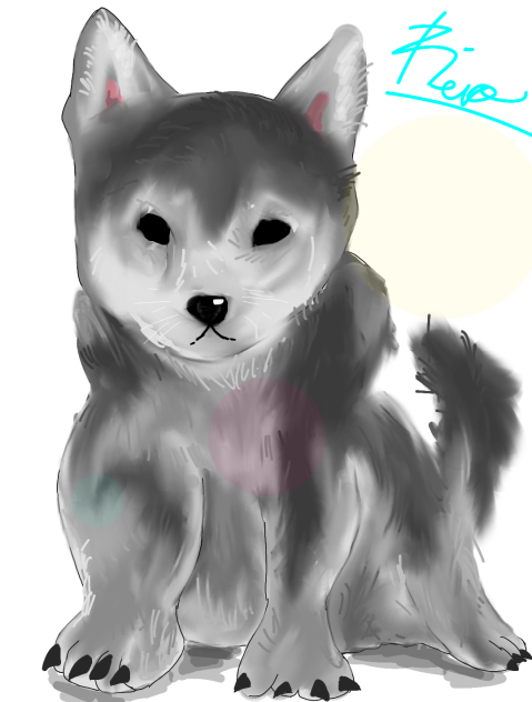 Husky wolf pup - ibisPaint