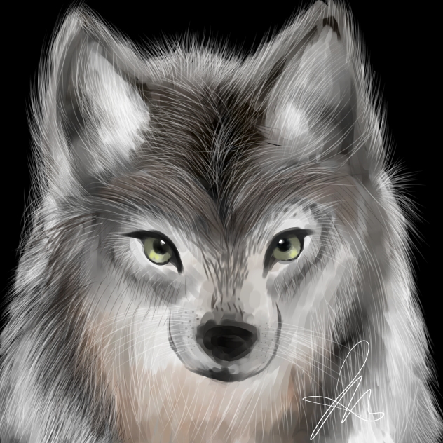 wolf - ibisPaint