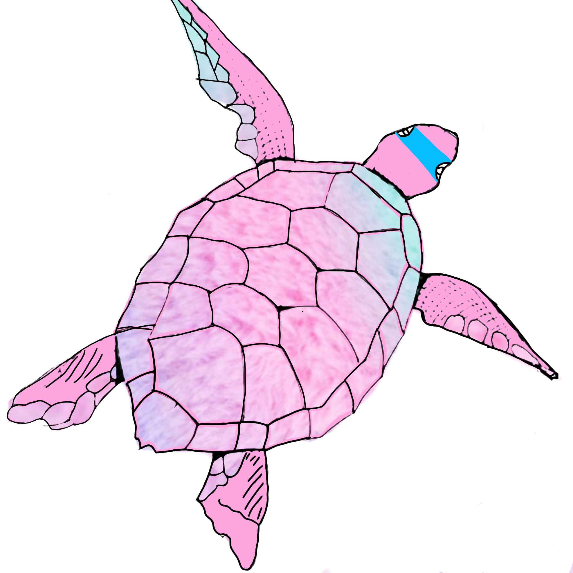 Turtle - ibisPaint