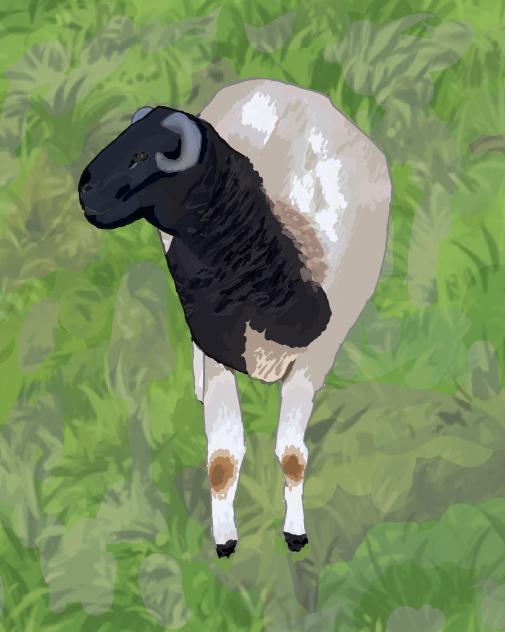 Dorper Sheep 🐏 - ibisPaint