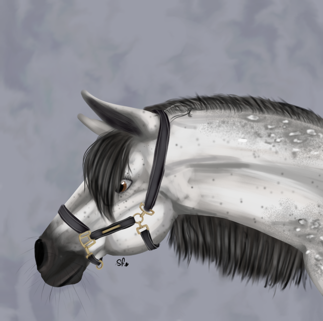 gray horse - ibisPaint