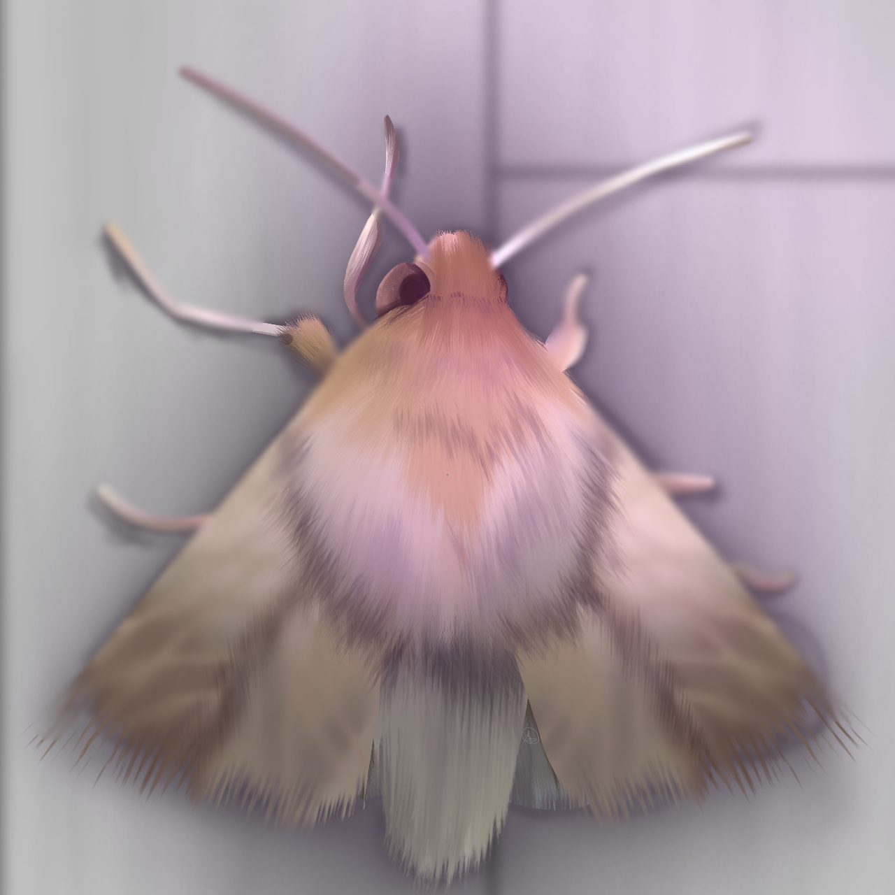 moth - ibisPaint