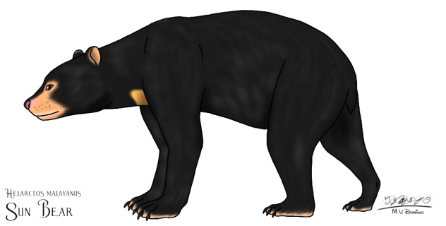 Sun Bear - ibisPaint