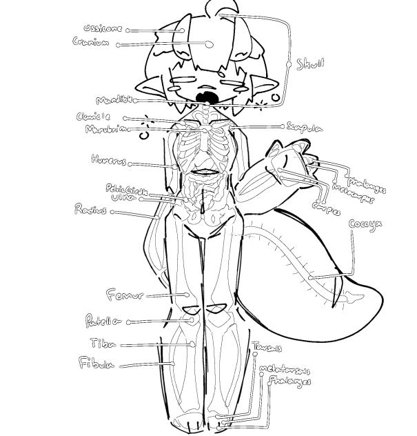 learn bones in the human body with Jing! - ibisPaint