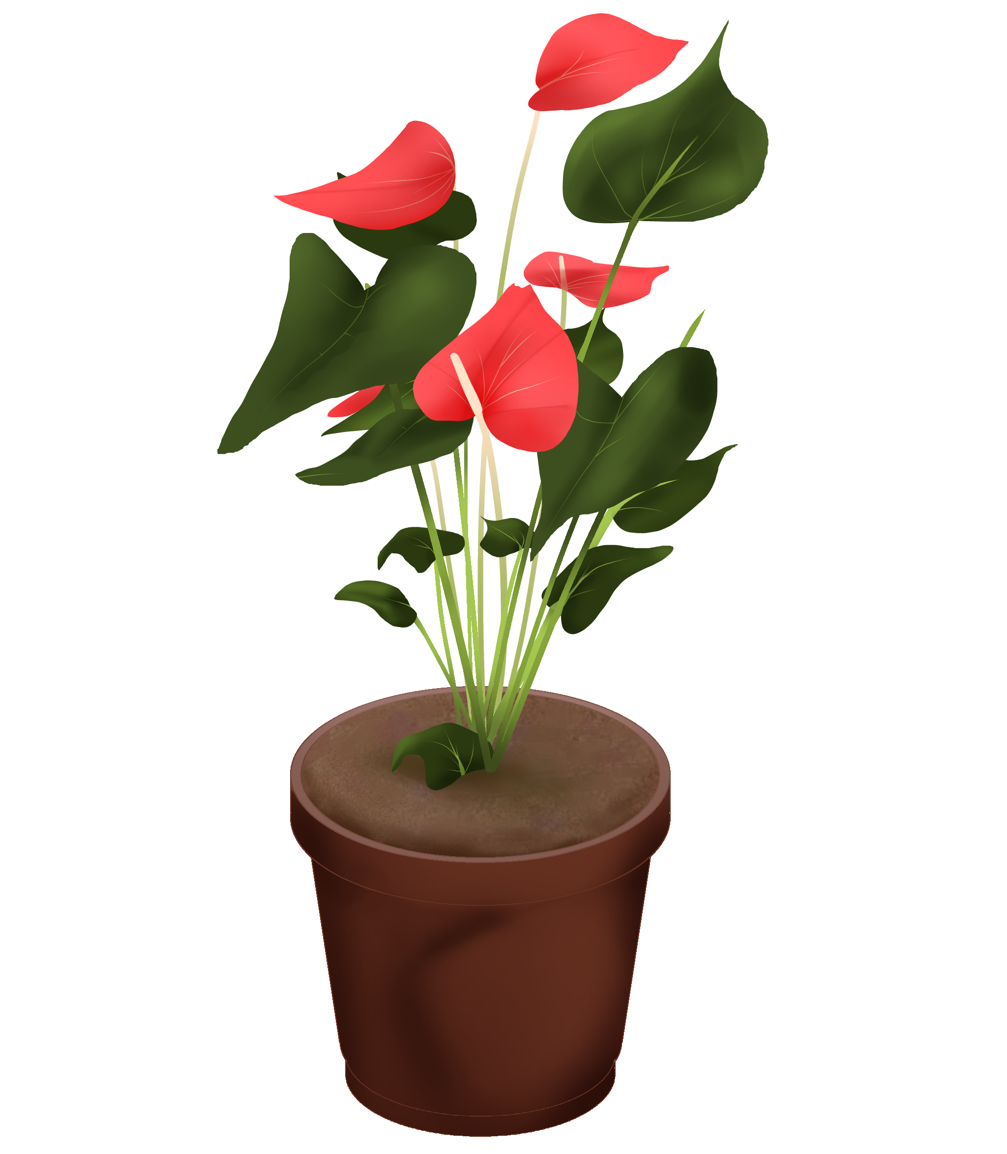 Flamingo Flower in a Pot - ibisPaint