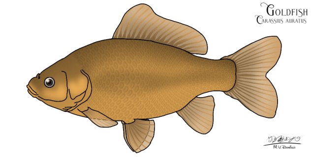 Goldfish (brown) - ibisPaint