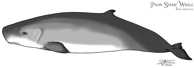 Dwarf Sperm Whale - ibisPaint
