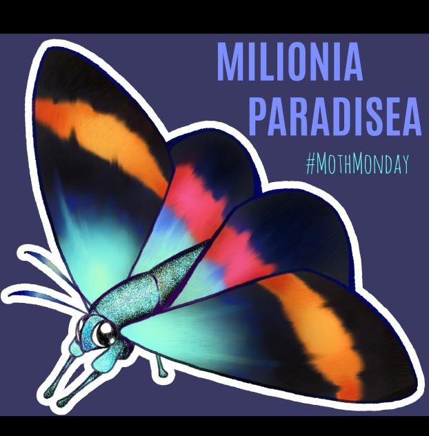 Moth Monday #28 - ibisPaint