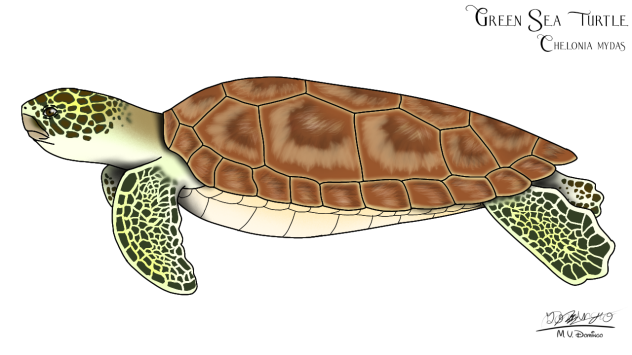 Green Sea Turtle - ibisPaint