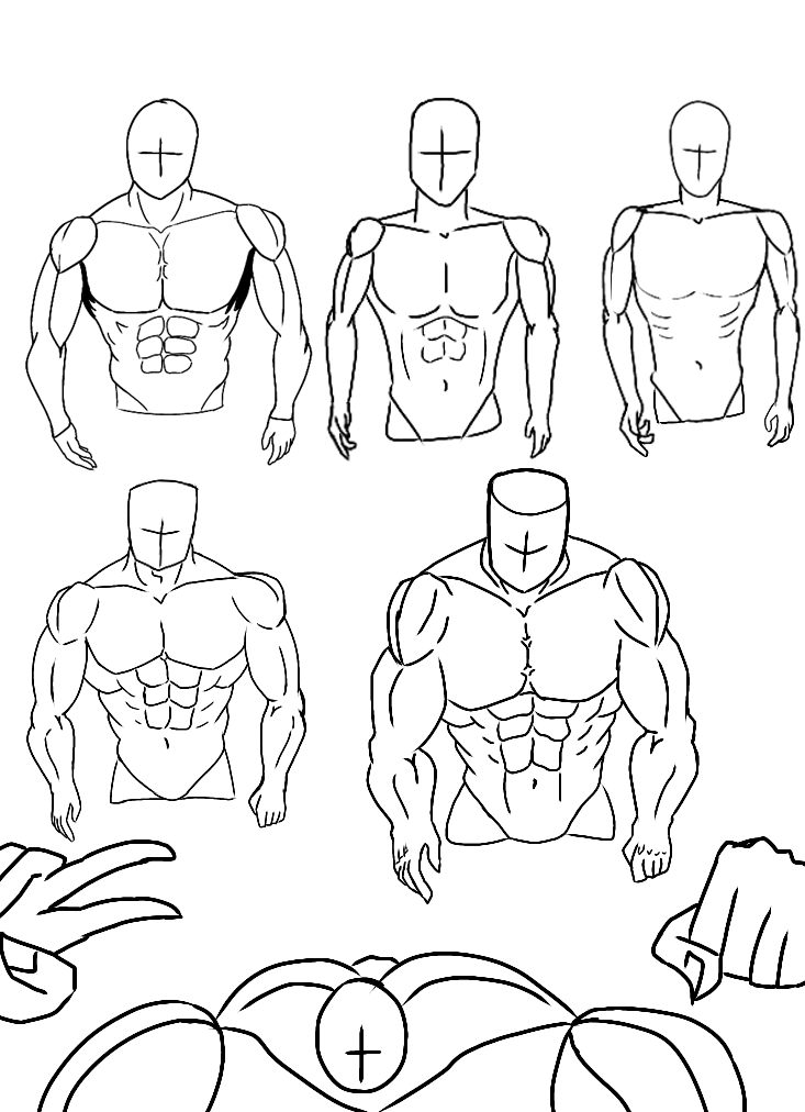 Muscle anatomy - ibisPaint