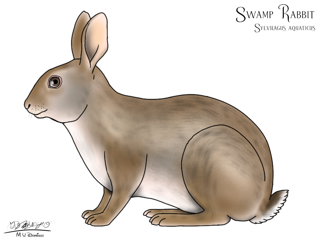 Swamp Rabbit - ibisPaint