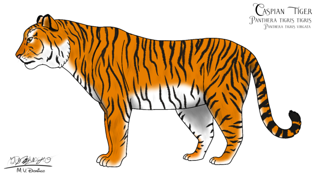 Caspian Tiger - ibisPaint