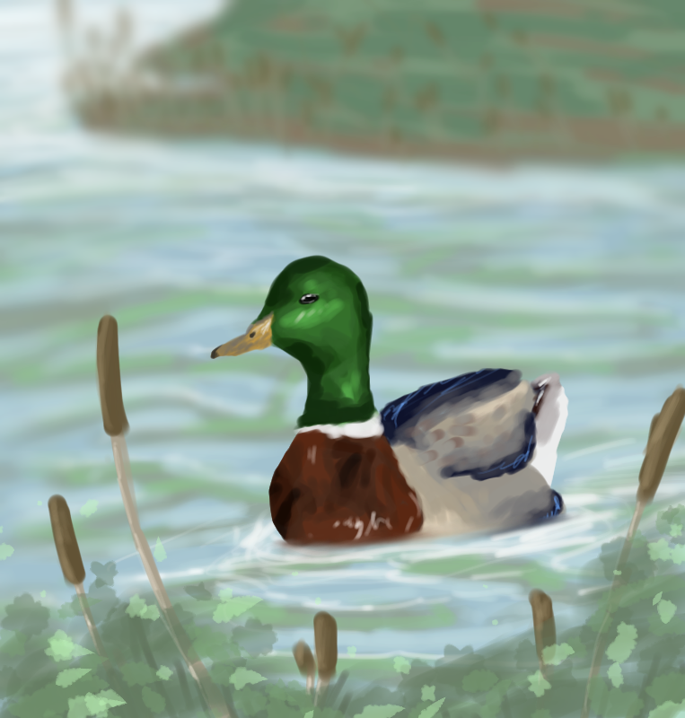 mallard duck - ibisPaint