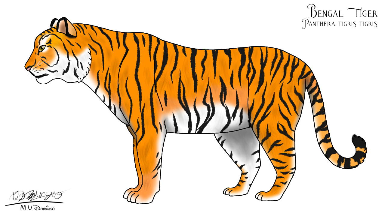Bengal Tiger - ibisPaint