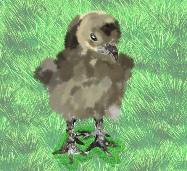 Chick - ibisPaint