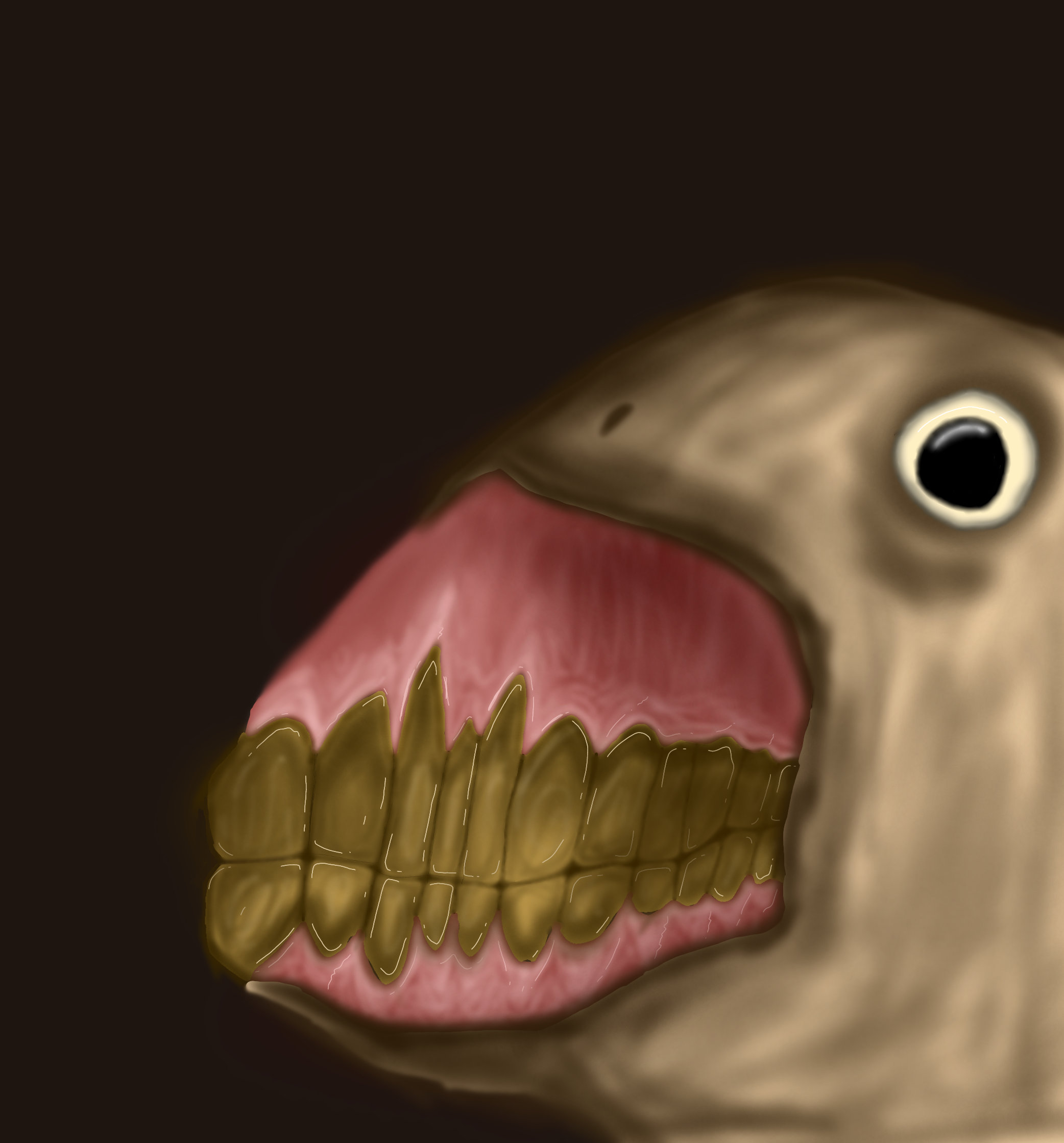 bugby - ibisPaint