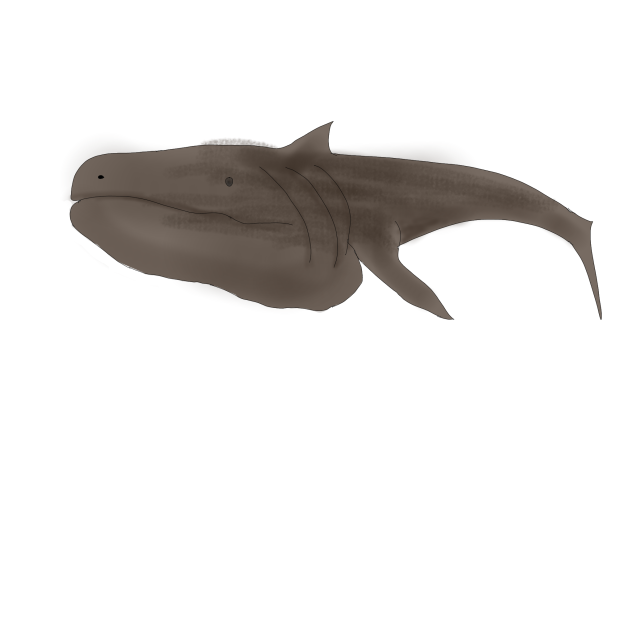 Shredded shark - ibisPaint