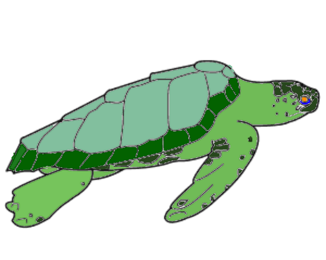 Mistic turtle - ibisPaint