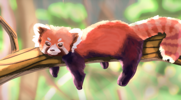 Red panda - ibisPaint