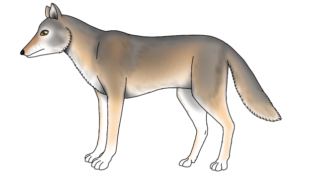 Red Wolf render - ibisPaint