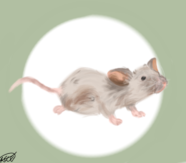 feild mouse ! - ibisPaint