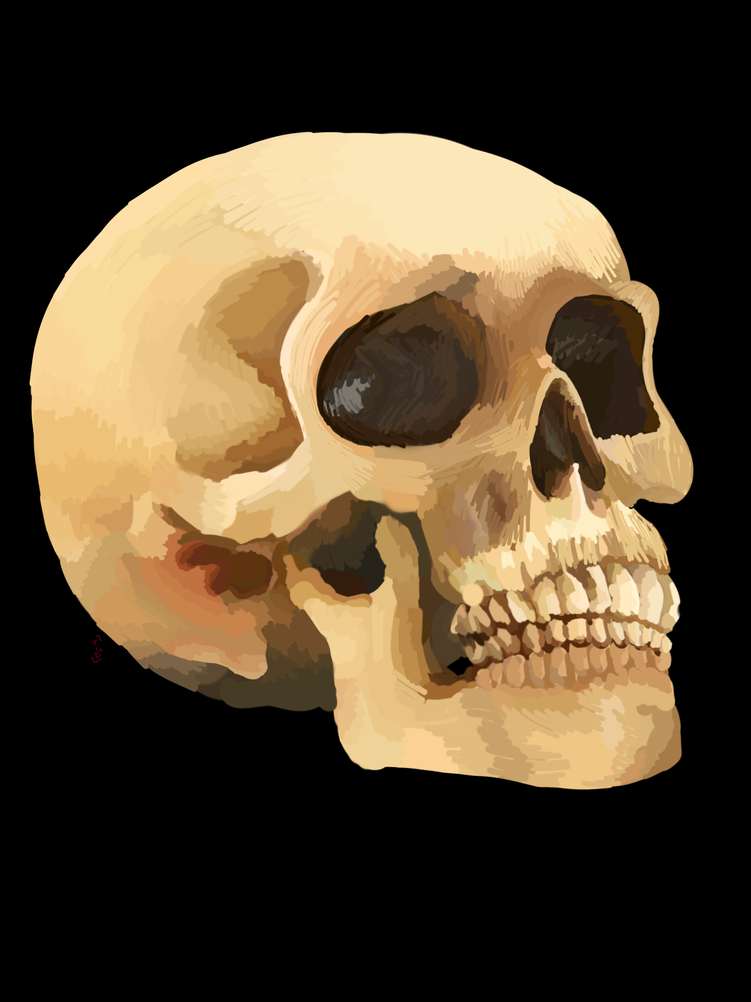 Skull Study - ibisPaint