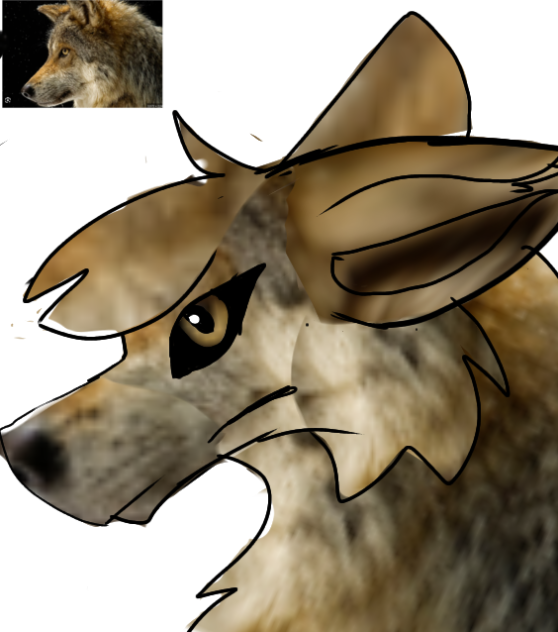 wolf - ibisPaint