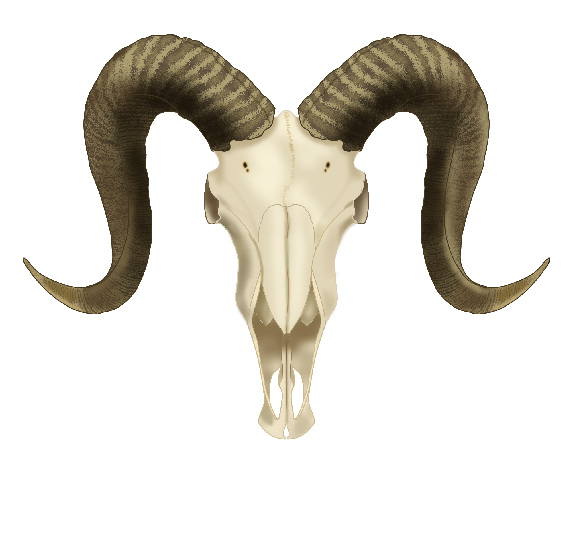 Skull of Ram - ibisPaint