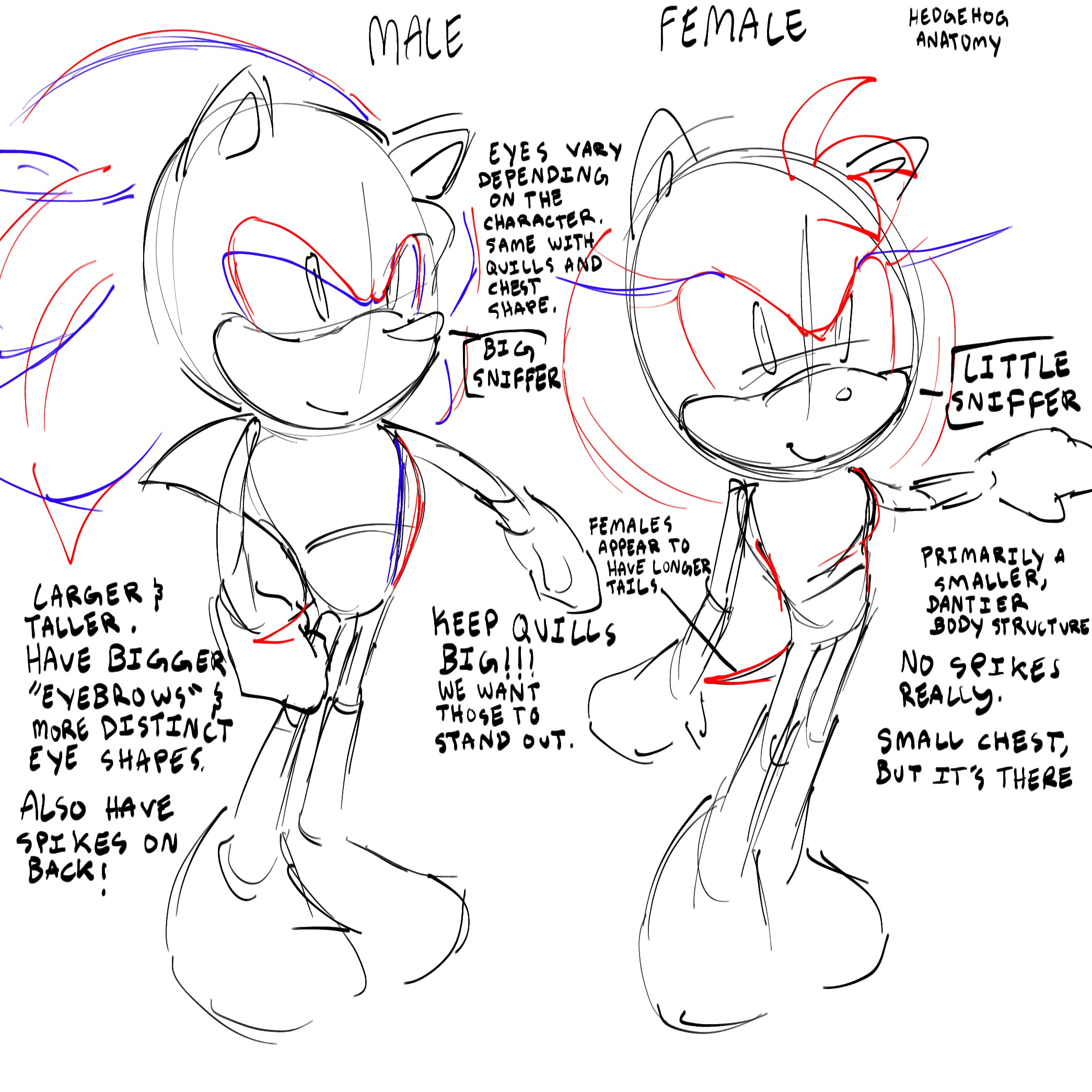 hedgehog anatomy - ibisPaint