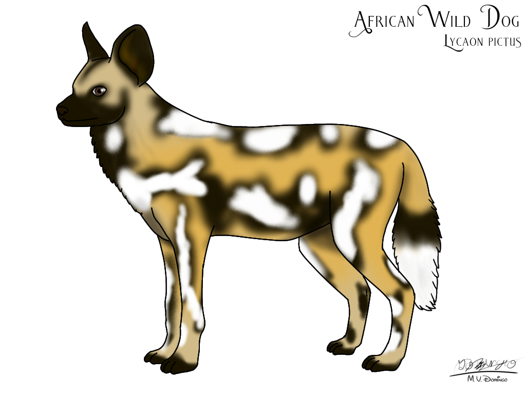 African Wild Dog - ibisPaint