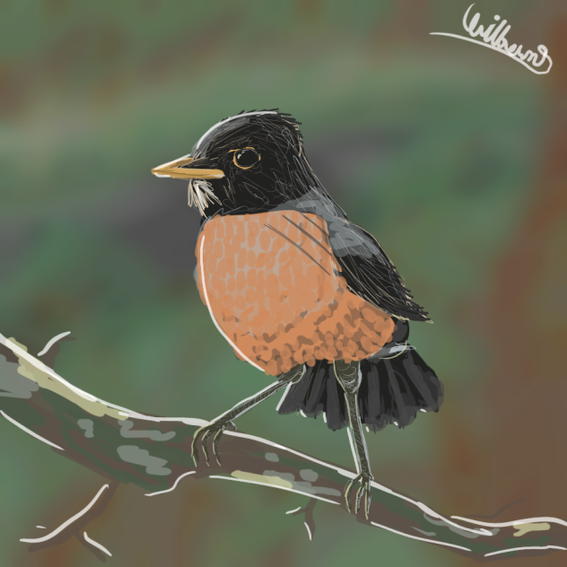 american robin... chicken - ibisPaint