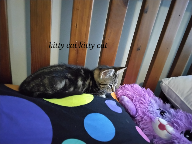 my cat In real life - ibisPaint